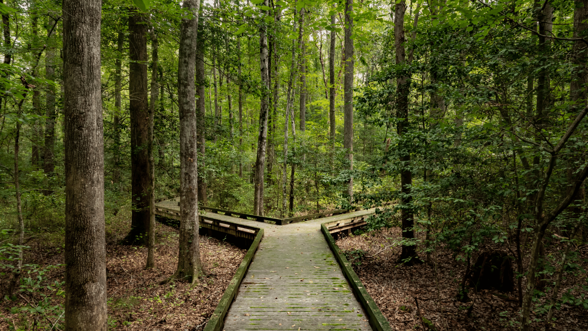 Decision Tree
